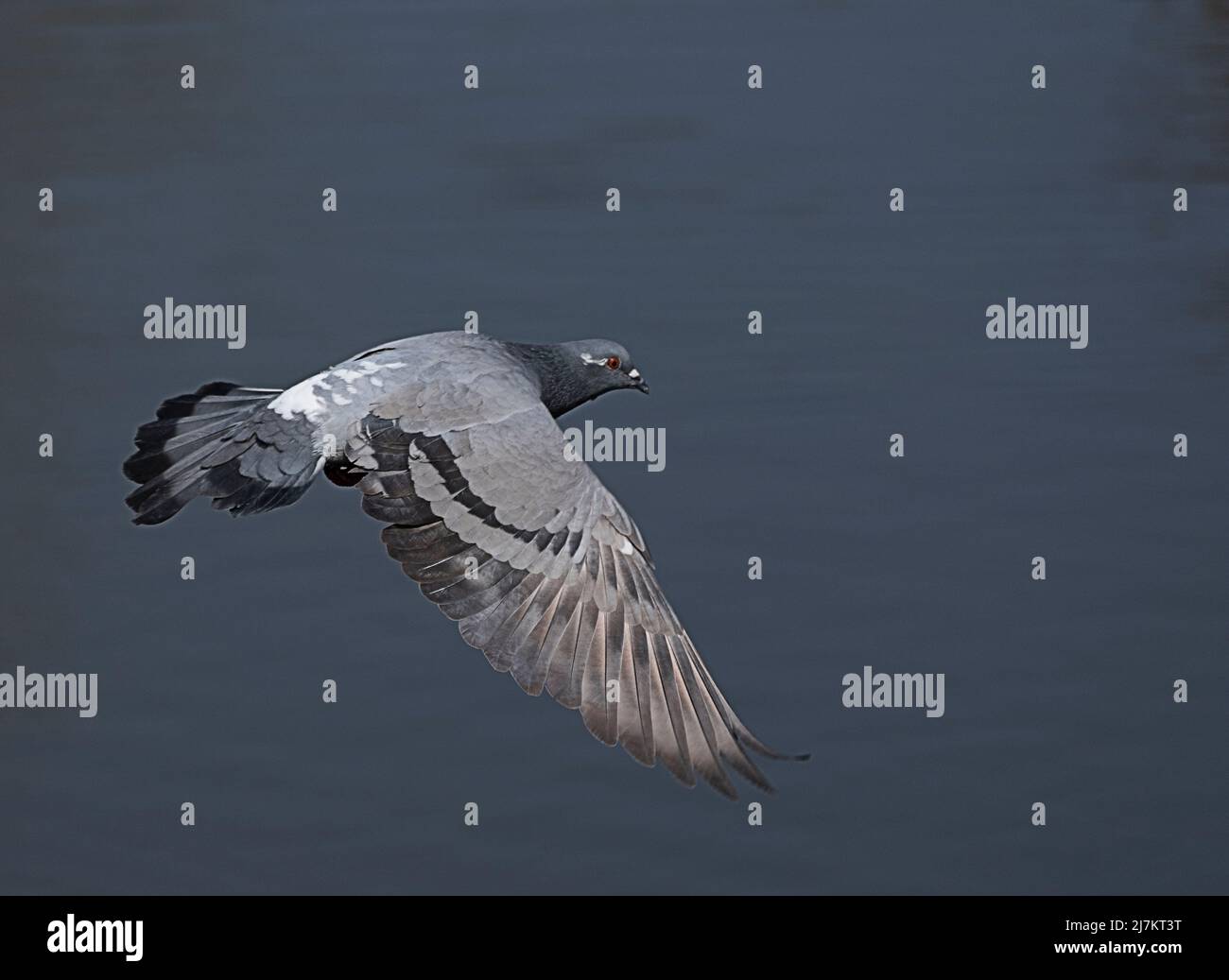 Pigeons and legs hi-res stock photography and images - Alamy
