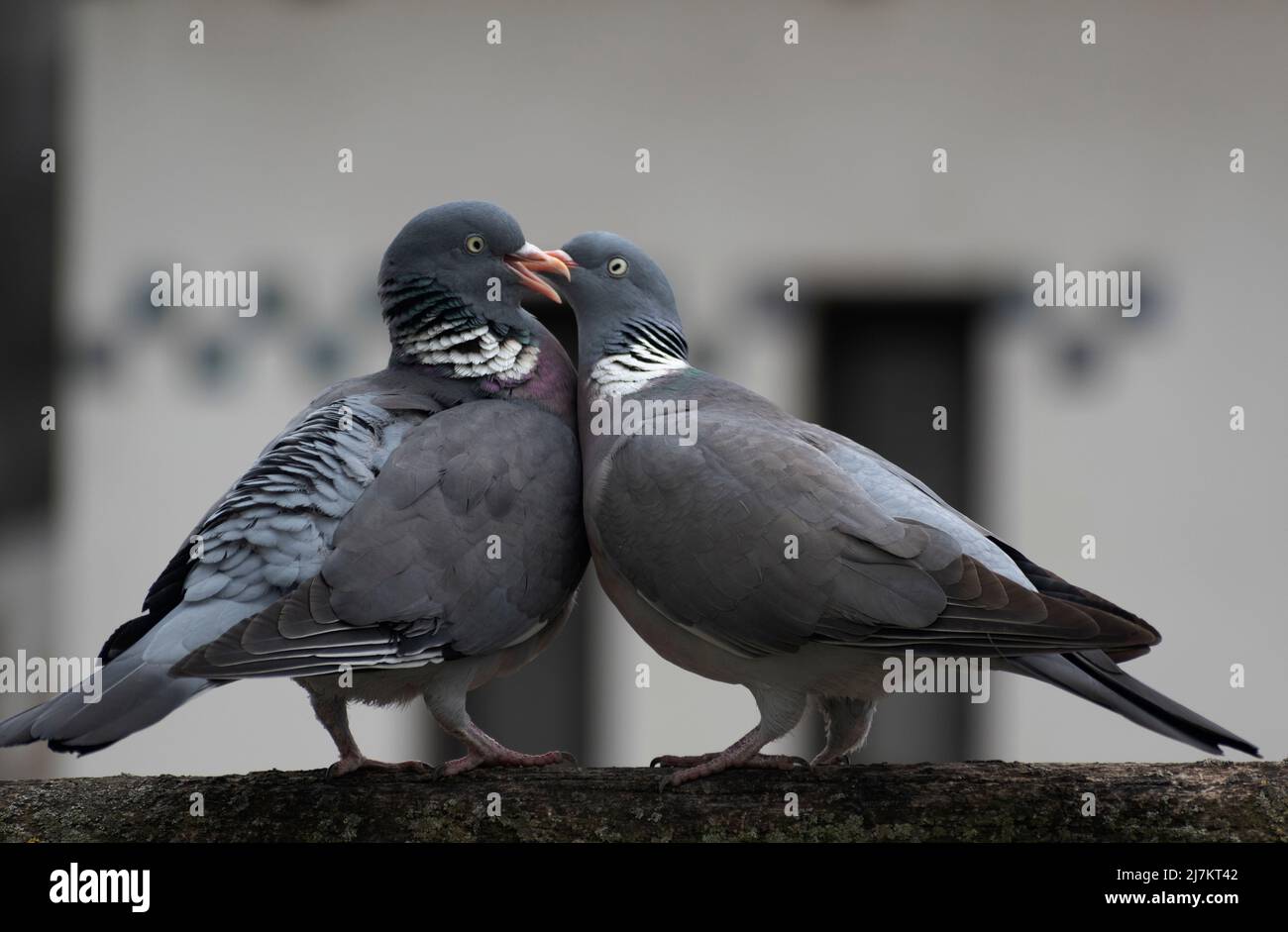 Double pigeon hi-res stock photography and images - Alamy