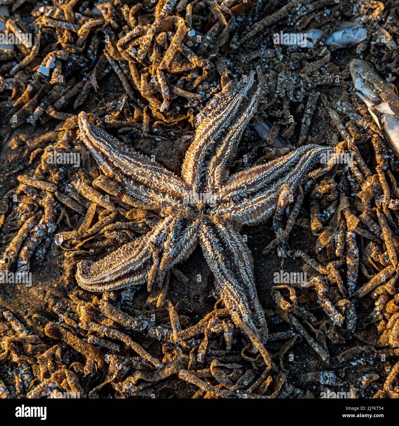 Five sea shells on the beach hi-res stock photography and images - Alamy