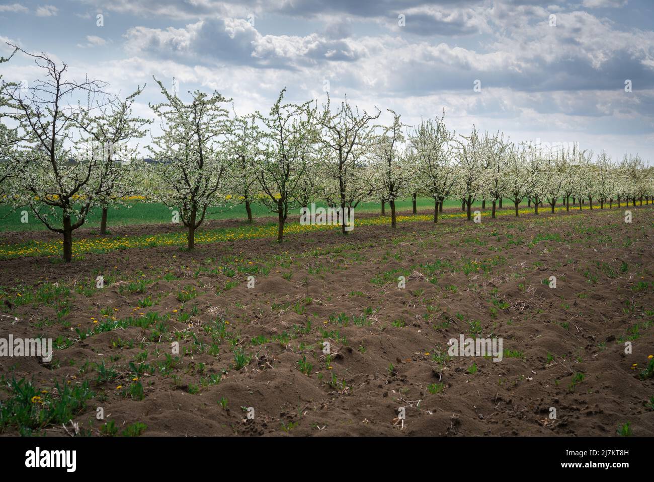 Petal beam outdoor hi-res stock photography and images - Alamy