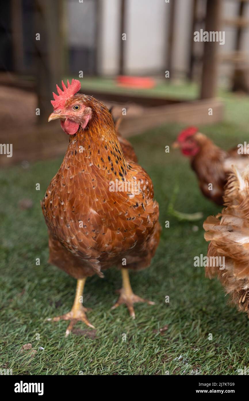 Close-up of brown hen with red crest looking away at poultry farm ...