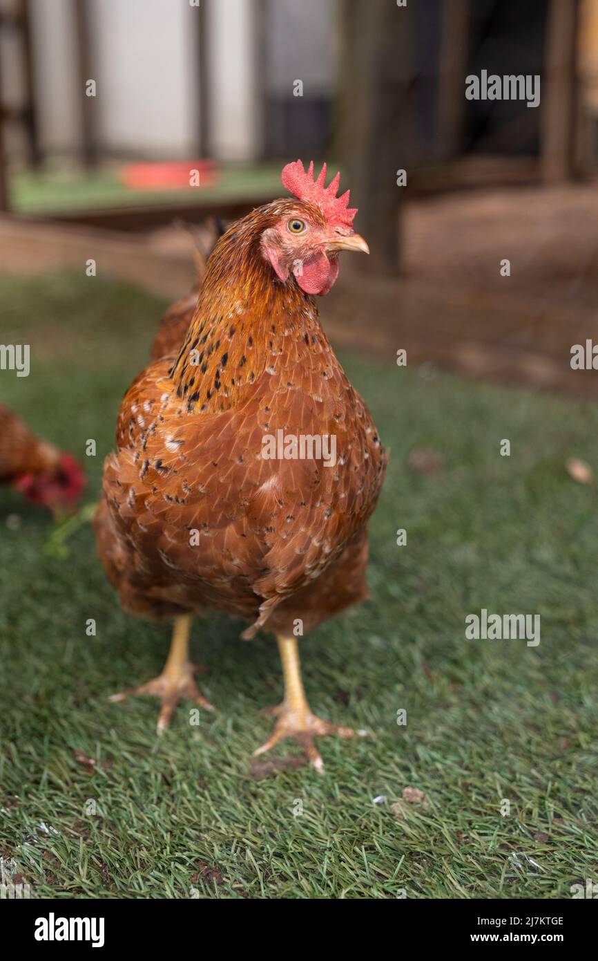 Full length of brown hen with red crest looking away at poultry farm ...