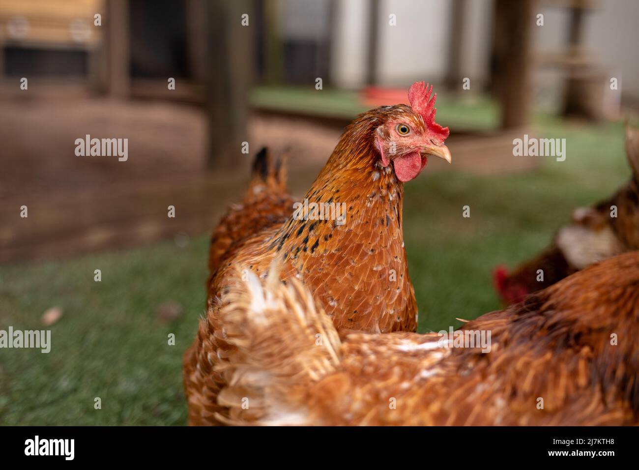 Close-up of brown hen with red crest in cage at poultry farm. unaltered ...