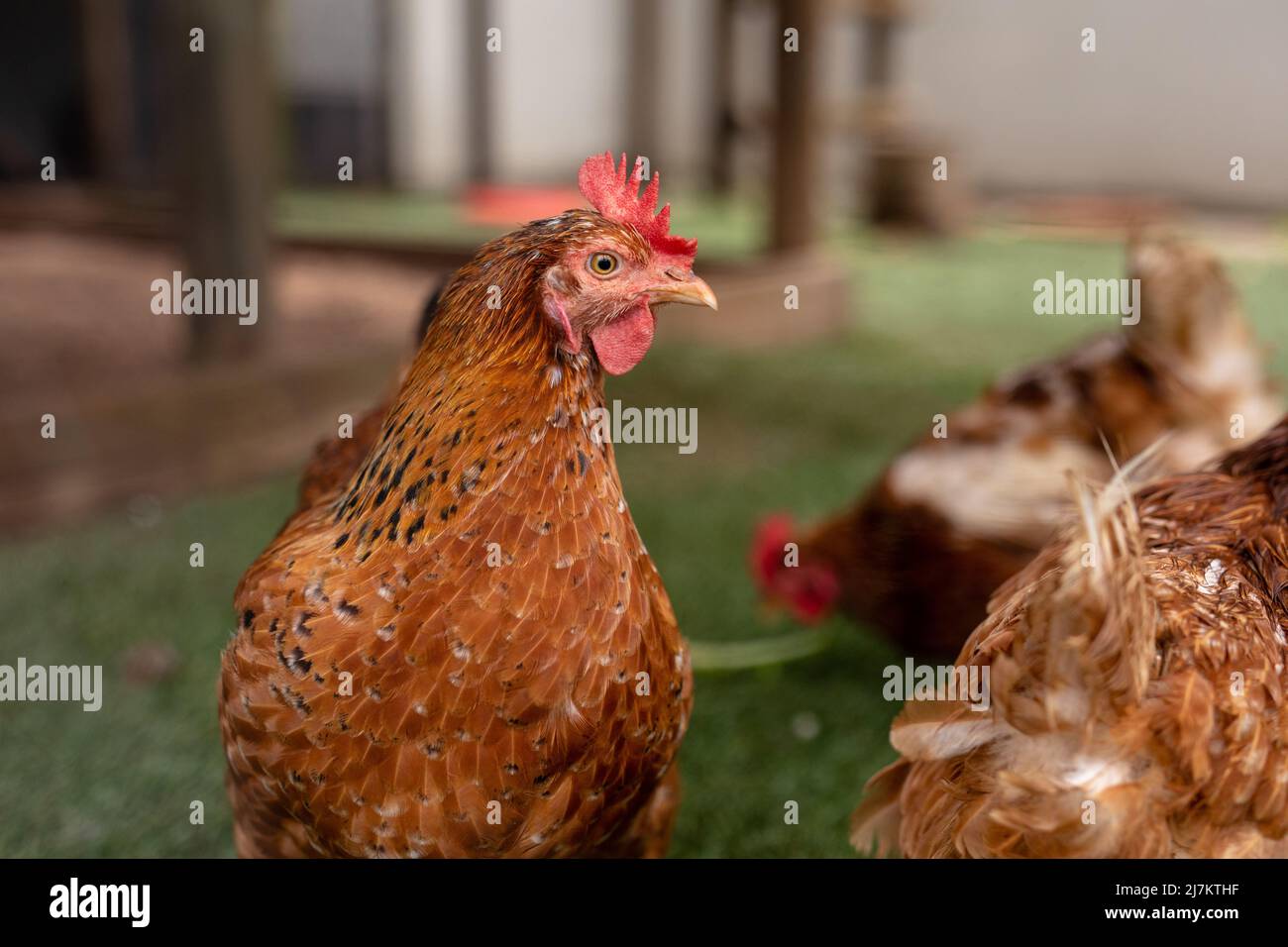 Close-up of brown hen with crest looking away at poultry farm ...
