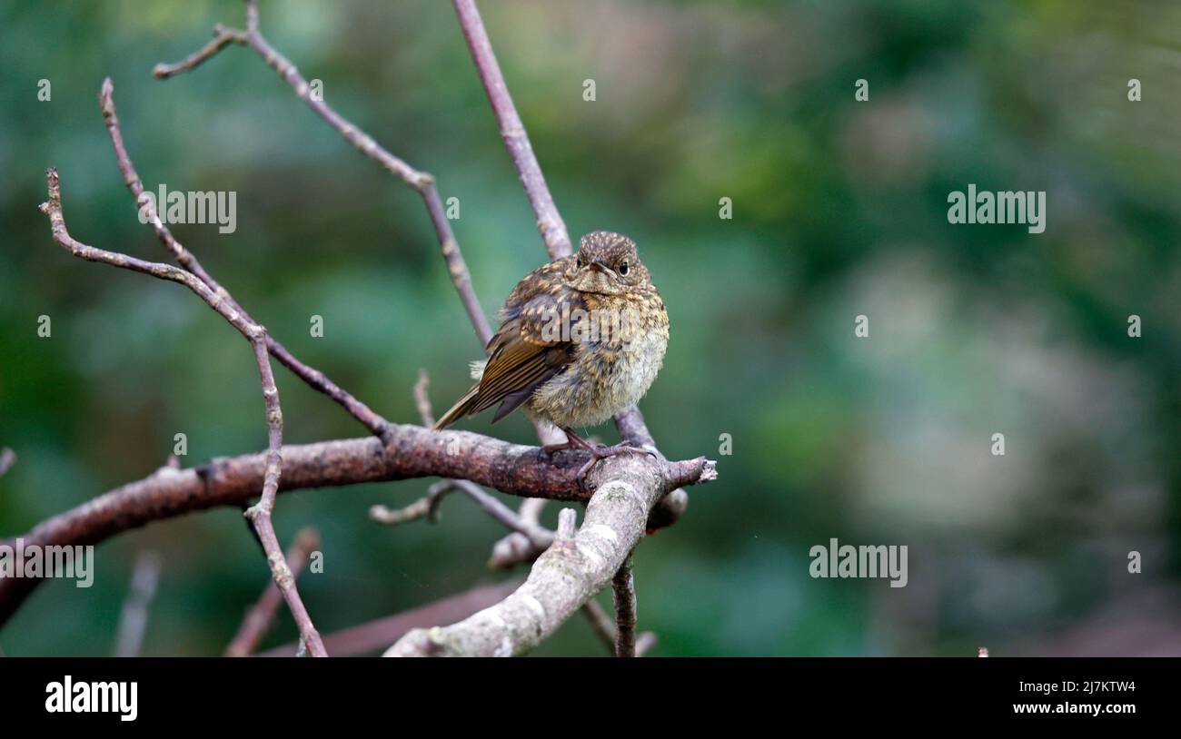 Adult robin feeding young hi-res stock photography and images - Alamy