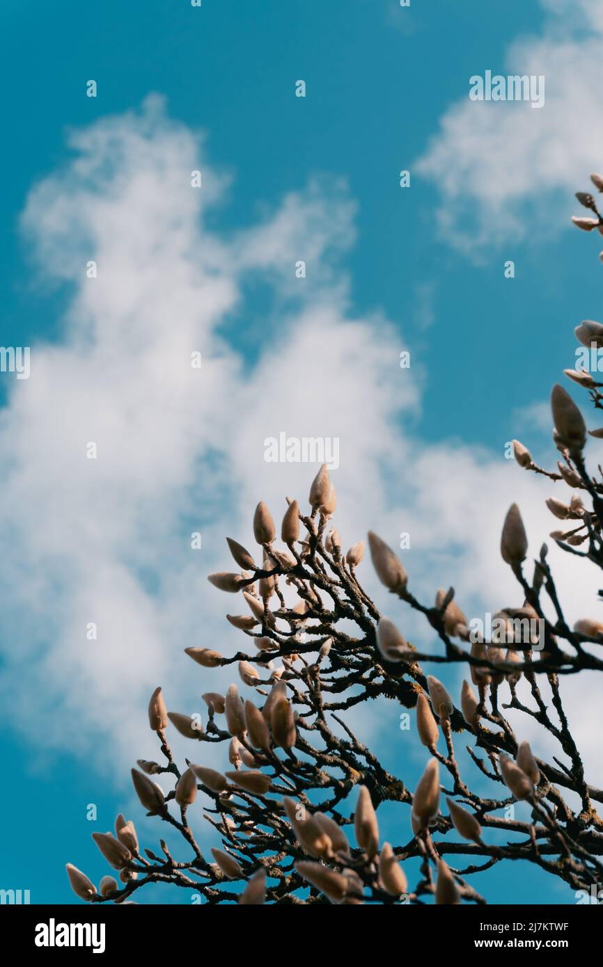Beautiful Magnolia Buds Tree On A Sunny Day Against a bright Sky and ...