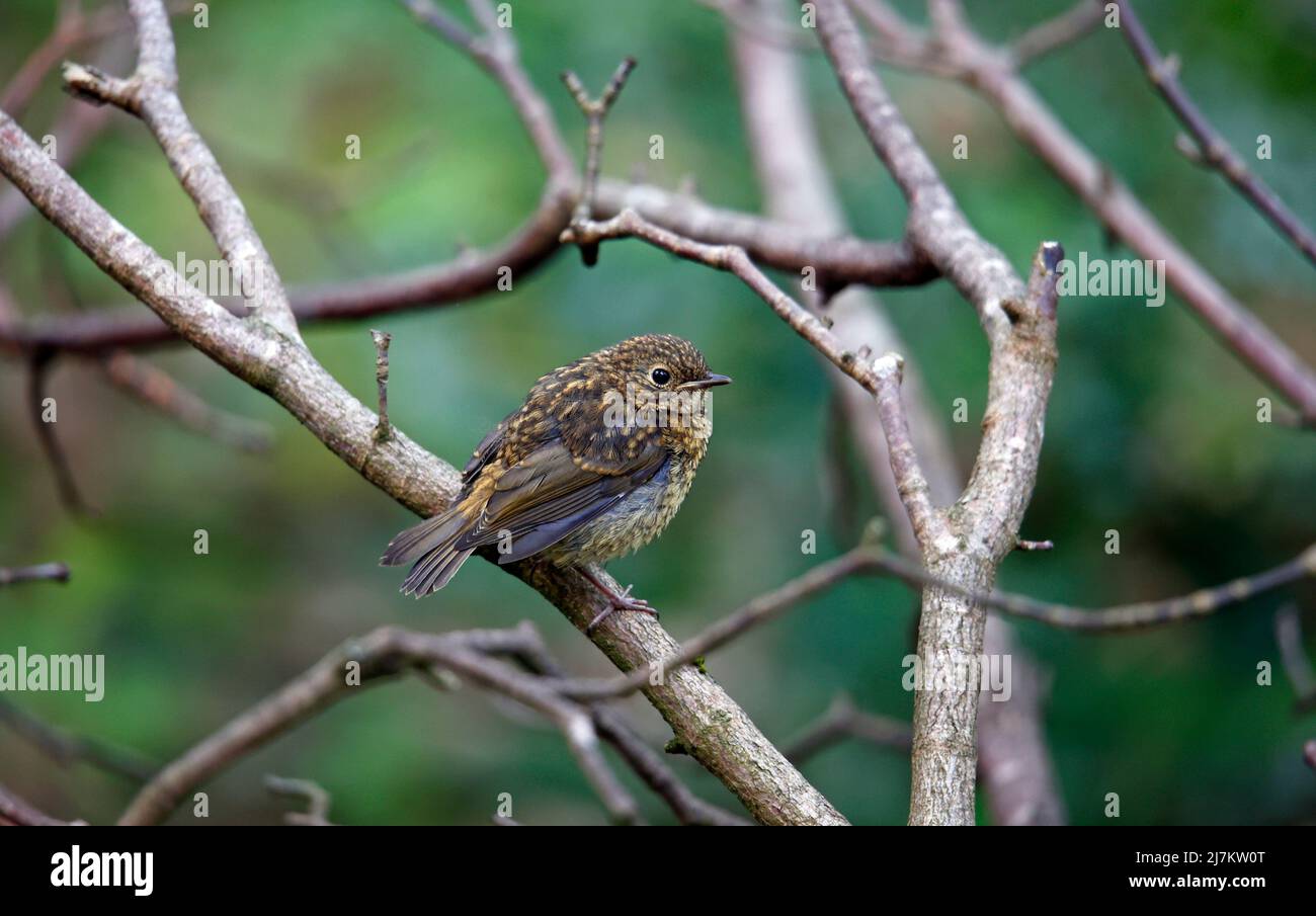Adult robin feeding young hi-res stock photography and images - Alamy