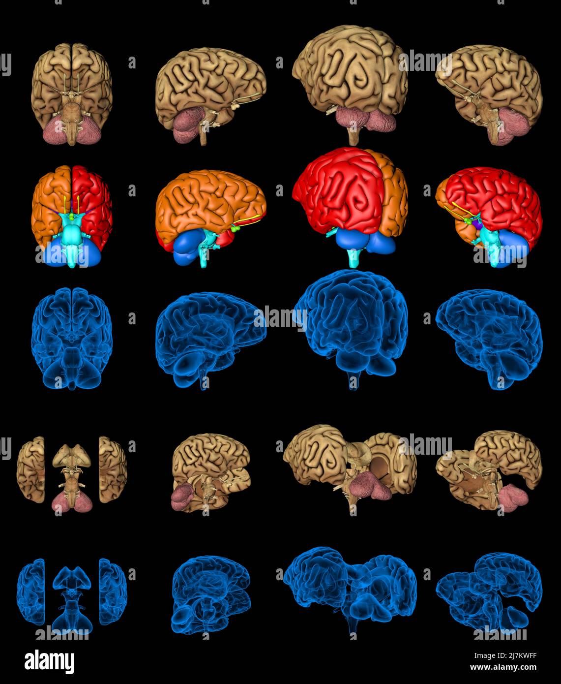 Human nervous system cg hi-res stock photography and images - Alamy