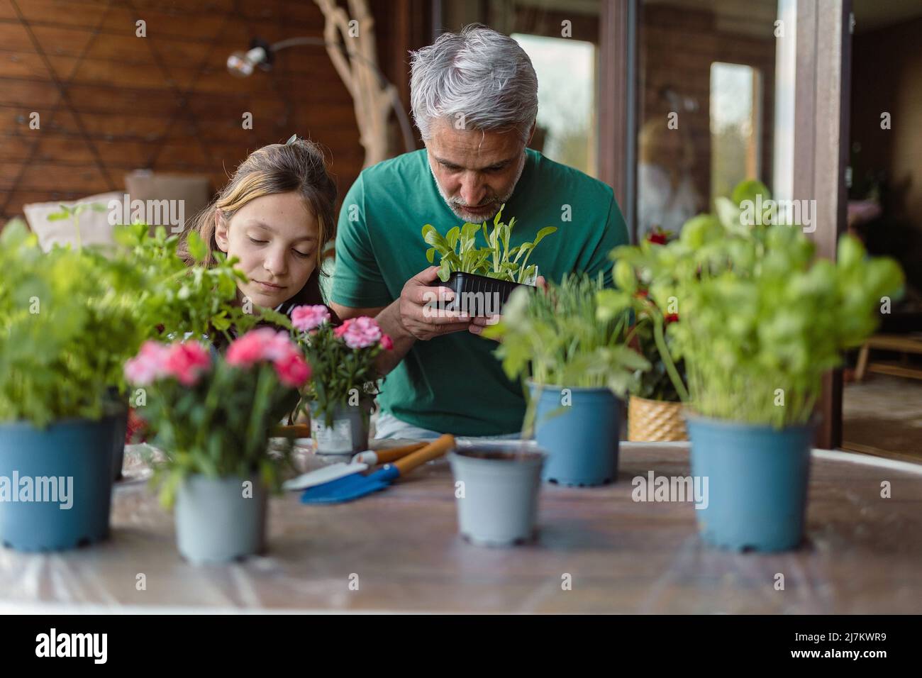 Teenage daughter helping father to plant flowers, home gardening ...