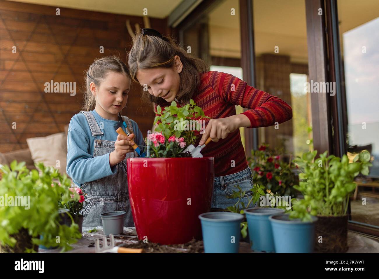 Two little sisters planting flowers together, home gardening concept ...
