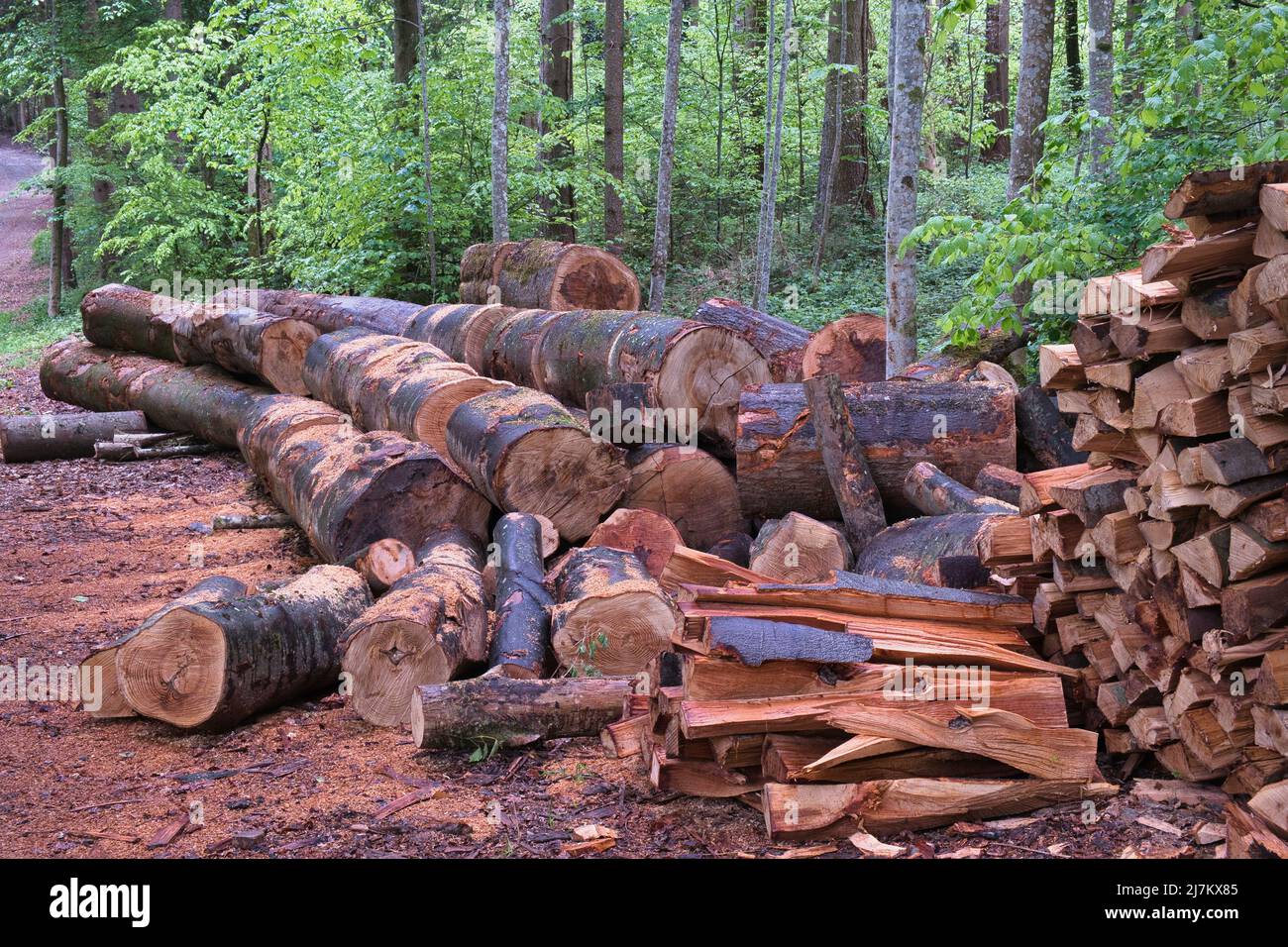 TIMBER LOGS READY FOR CUTTING Stock Photo - Alamy