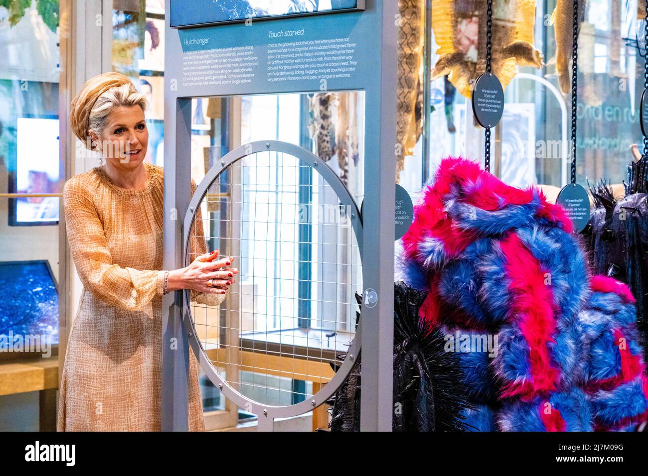 Queen Maxima at the opening of the ARTIS-Groote Museum in Amsterdam ...