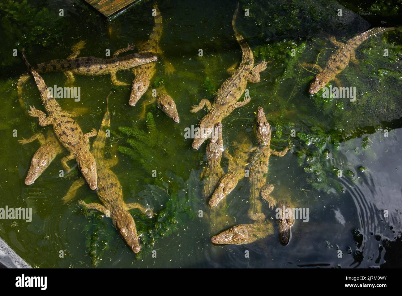 Baby Crocodiles, Holland Bay Crocodile Santcuary, St. Thomas, Jamaica ...