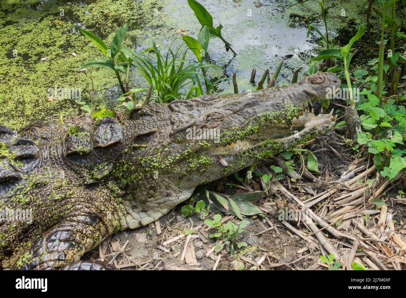 Crocodile head, Holland Bay Crocodile Sanctuary, St. Thomas, Jamaica ...
