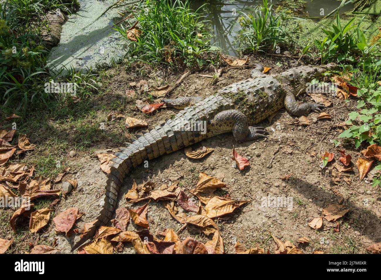 Holland bay crocodile sanctuary hi-res stock photography and images - Alamy