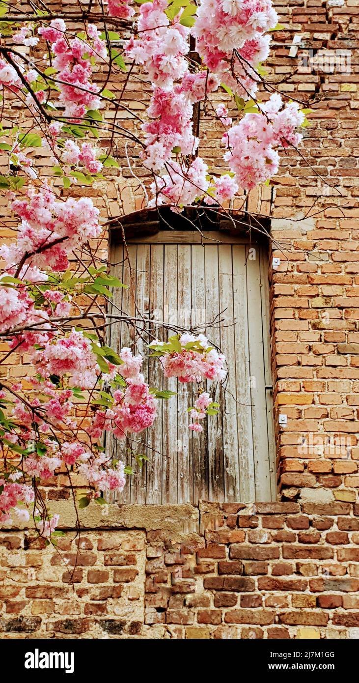 Brick wall and cherry blossom Stock Photo - Alamy