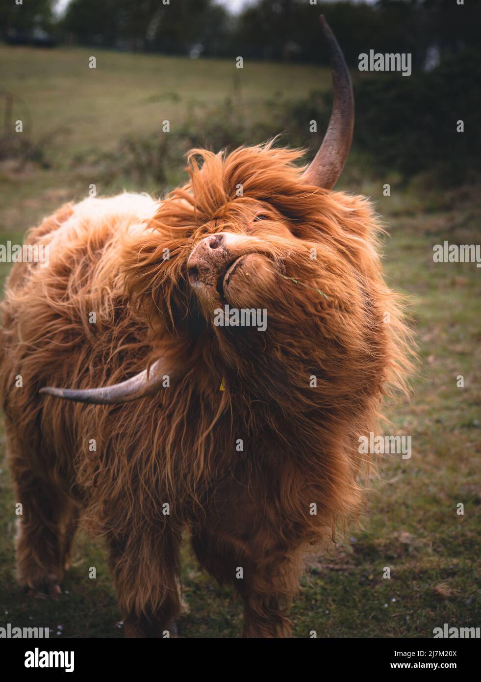 Black and white highland cattle hi-res stock photography and images - Alamy