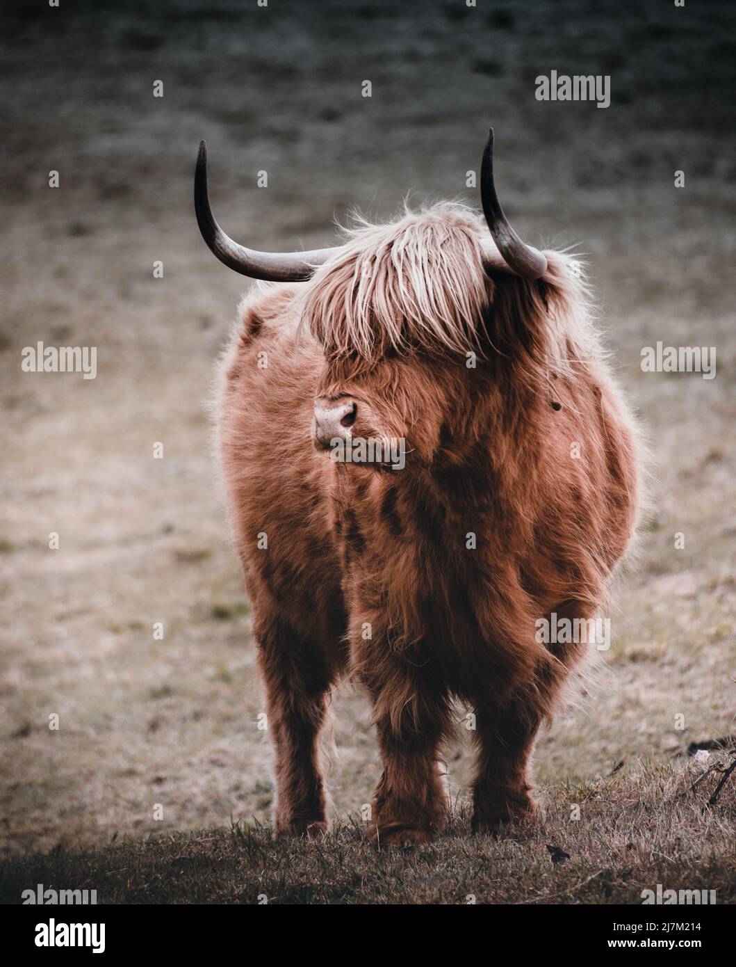 Black and white highland cattle hi-res stock photography and images - Alamy