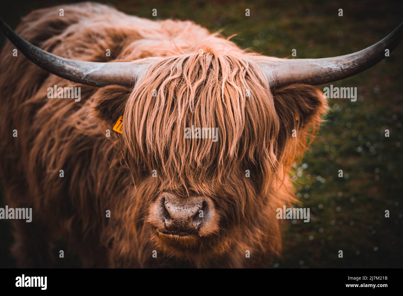 Black yak cow with calf hi-res stock photography and images - Alamy