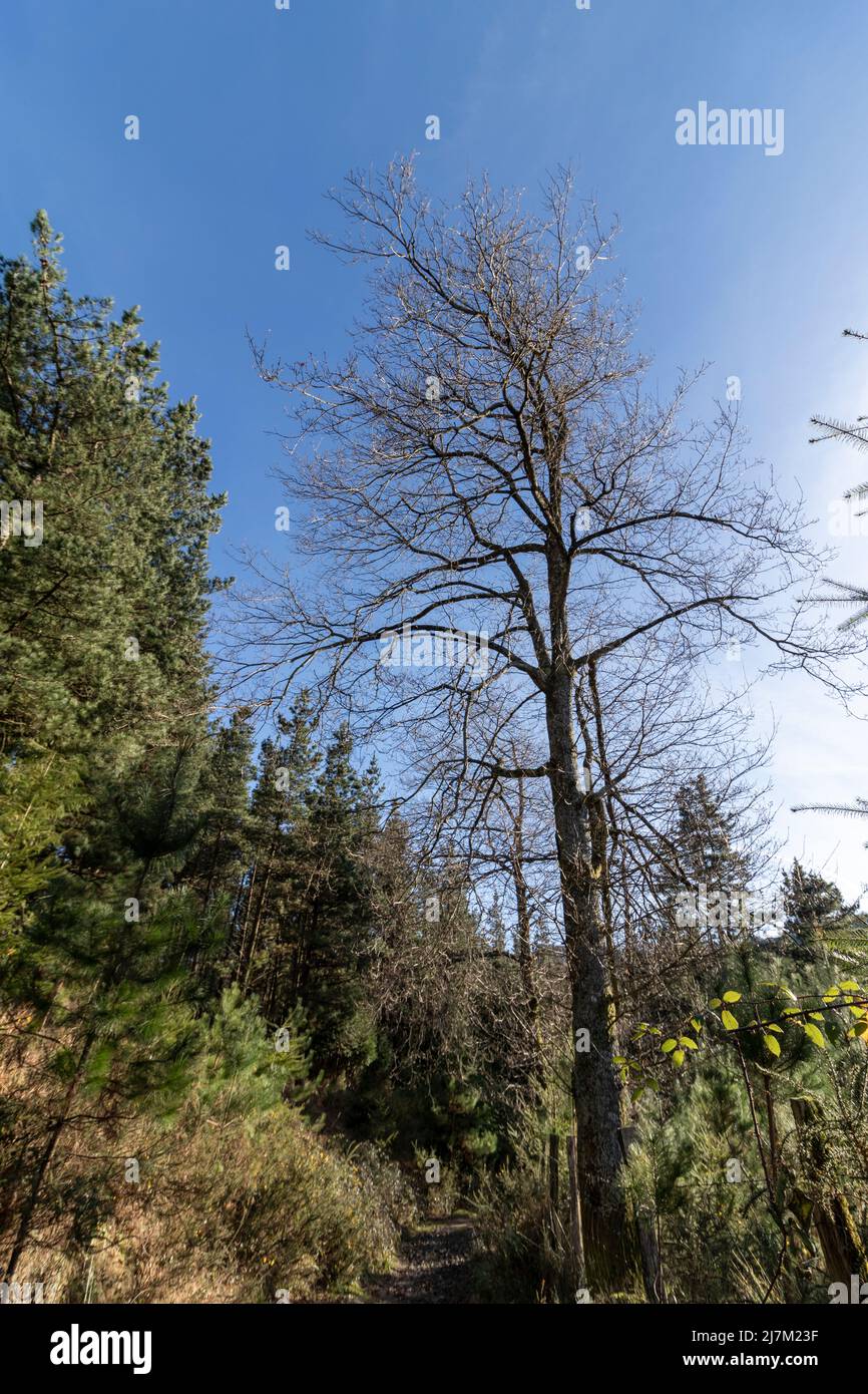 mountain trail in the basque country in the gorbea natural park in ...