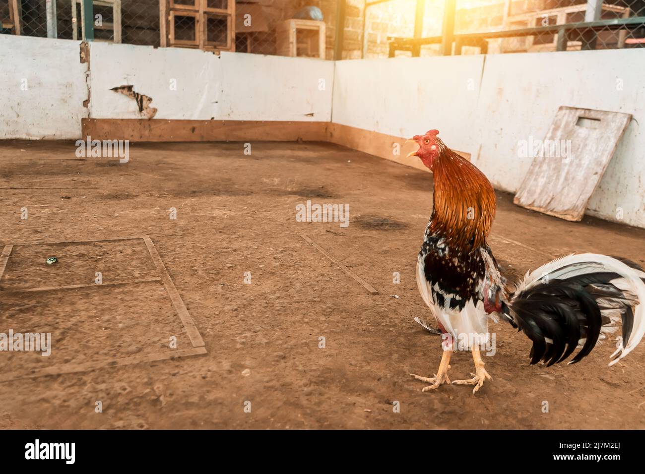 An angry, crowing gamecock about to engage in a fight in rural Leon ...