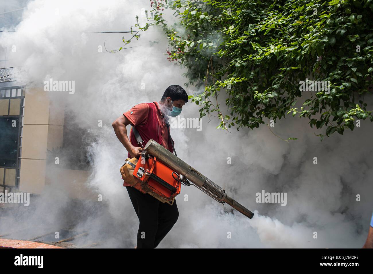A city corporation employee spraying insecticide with a fogger machine ...