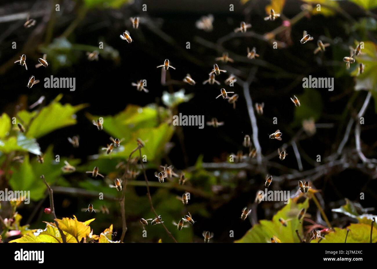 Kaufbeuren, Germany. 10th May, 2022. A swarm of bees flies around the ...
