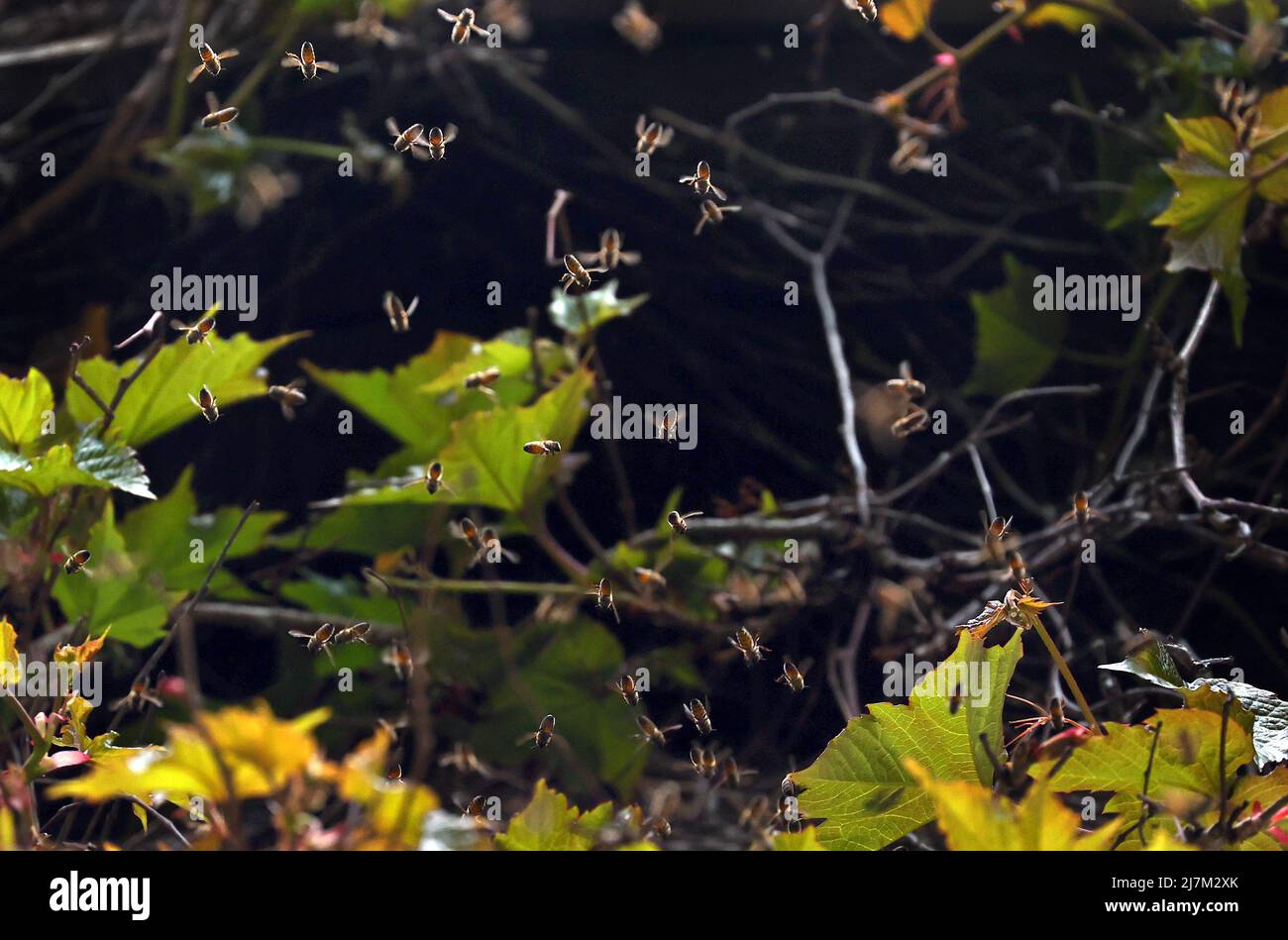 Flies swarm house hi-res stock photography and images - Alamy