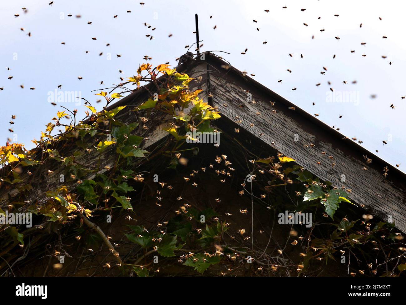 Kaufbeuren, Germany. 10th May, 2022. A swarm of bees flies around the ...