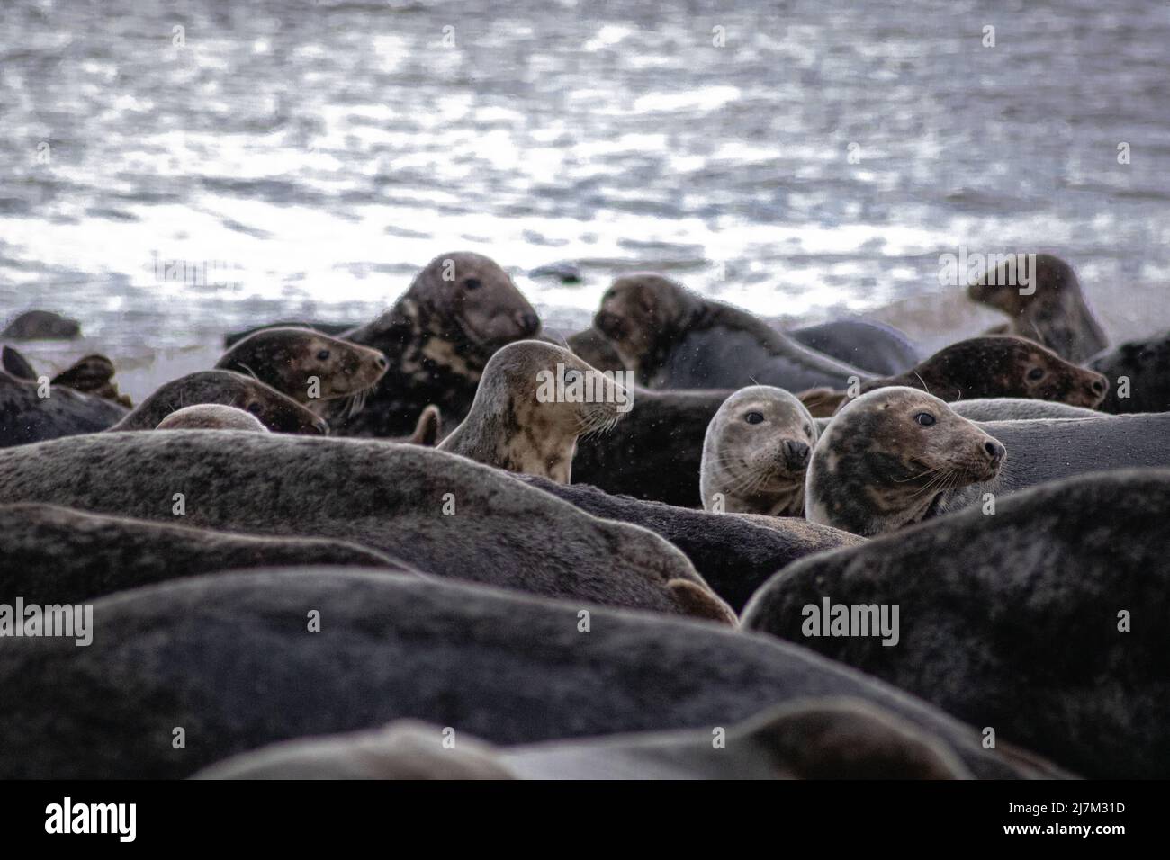 Horsey island hi-res stock photography and images - Alamy