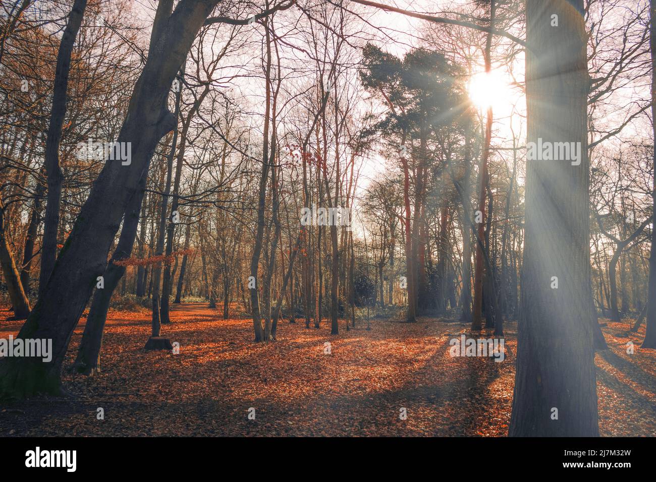 Abstract woodland set hi-res stock photography and images - Alamy