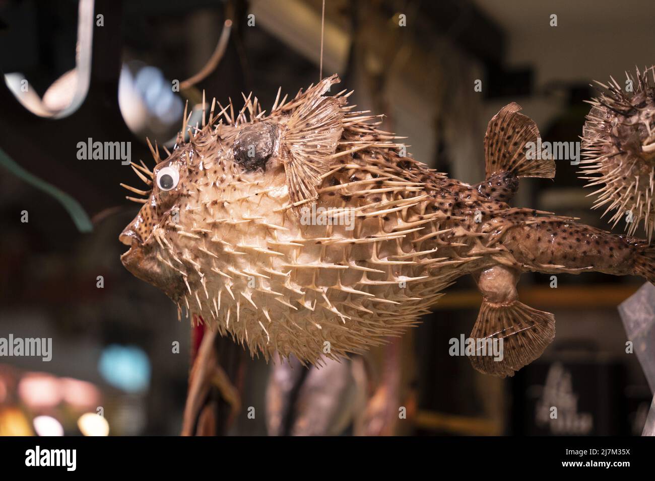 Dried puffer fish at the market detail Stock Photo - Alamy