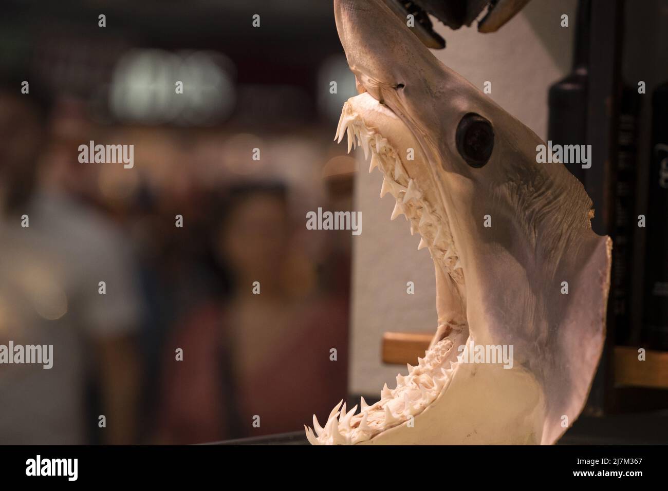 Dried shark at the market detail Stock Photo - Alamy
