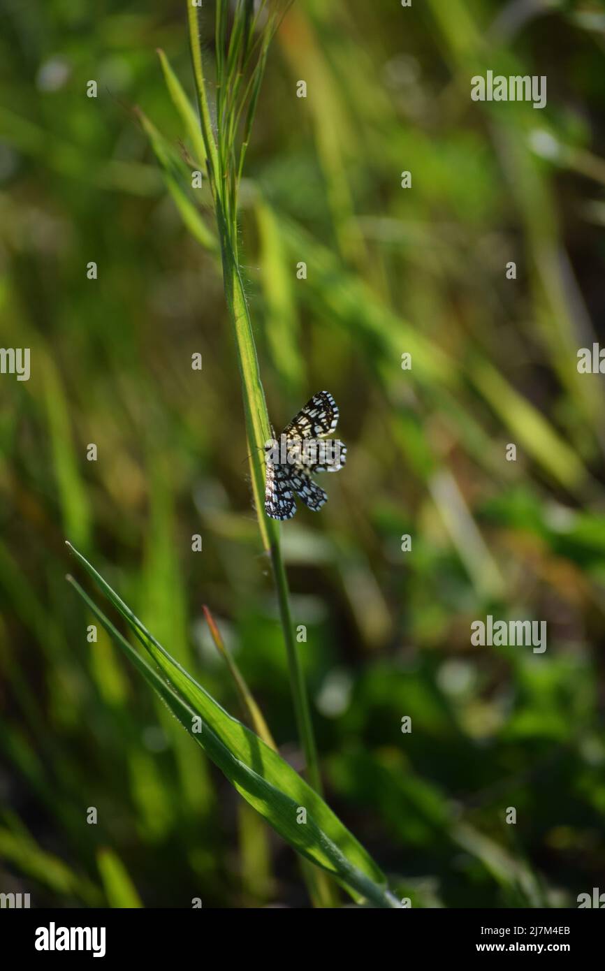 a Latticed heath moth lands on a Blade of Grass Stock Photo - Alamy