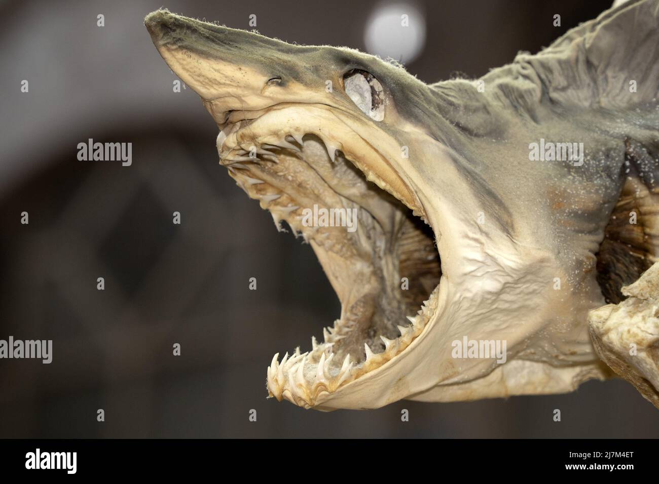 Finning market hi-res stock photography and images - Alamy