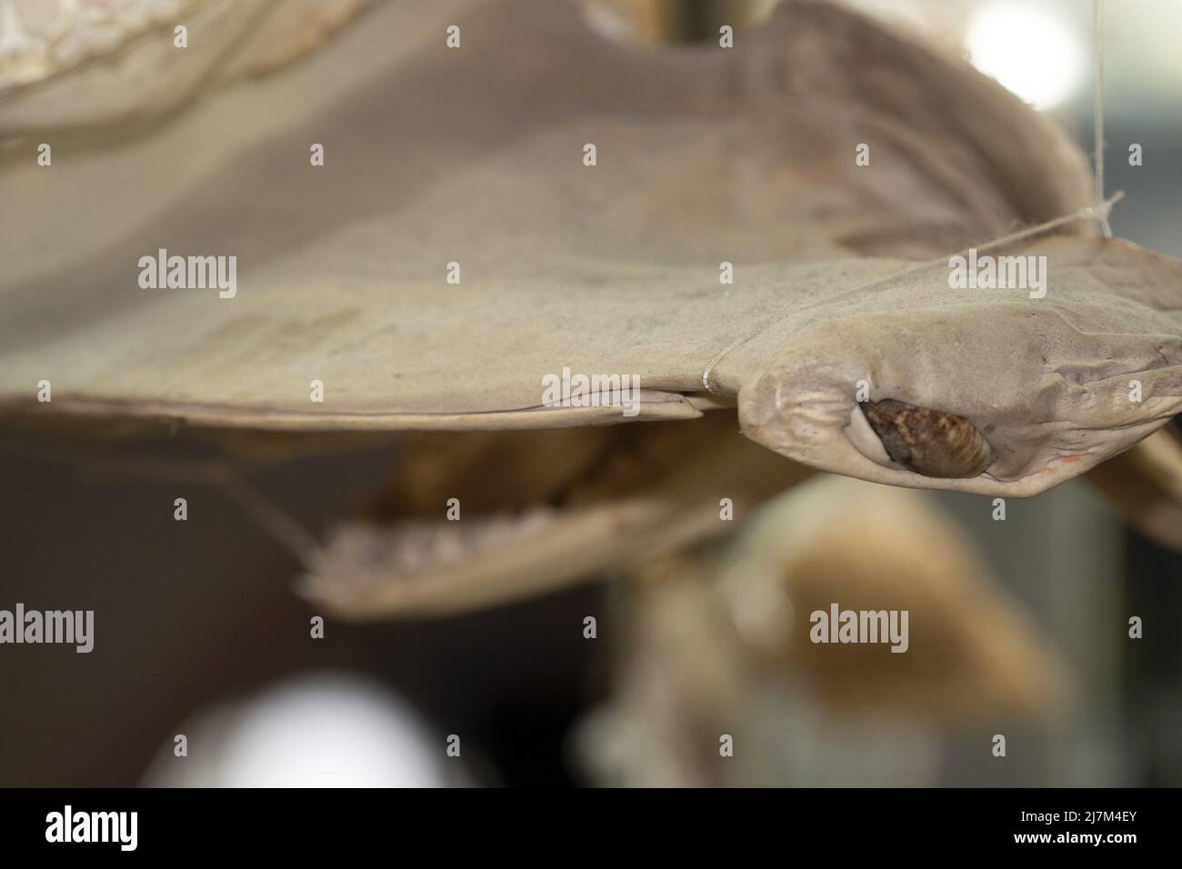 Dried shark at the market detail Stock Photo - Alamy
