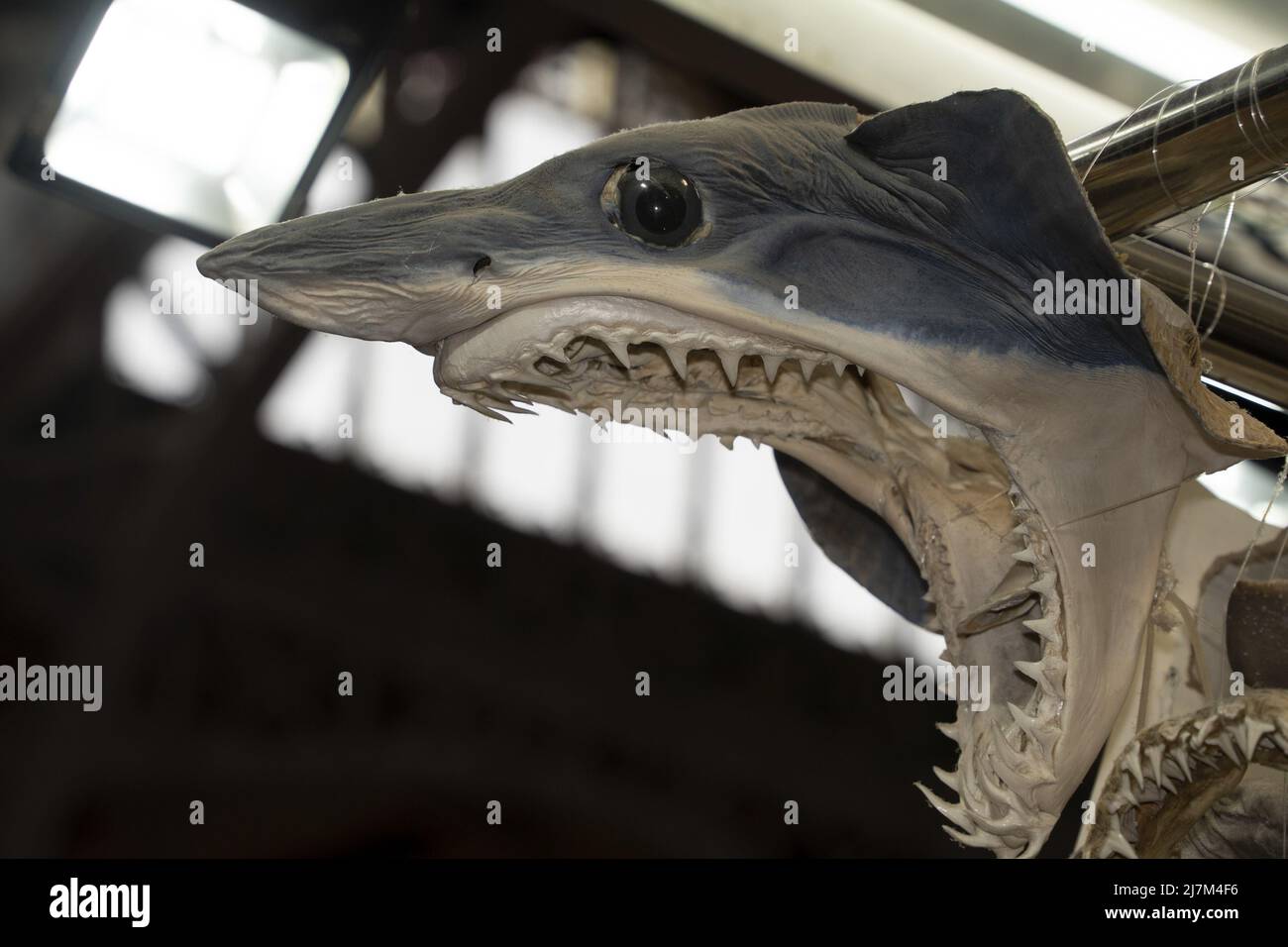 Finning market hi-res stock photography and images - Alamy