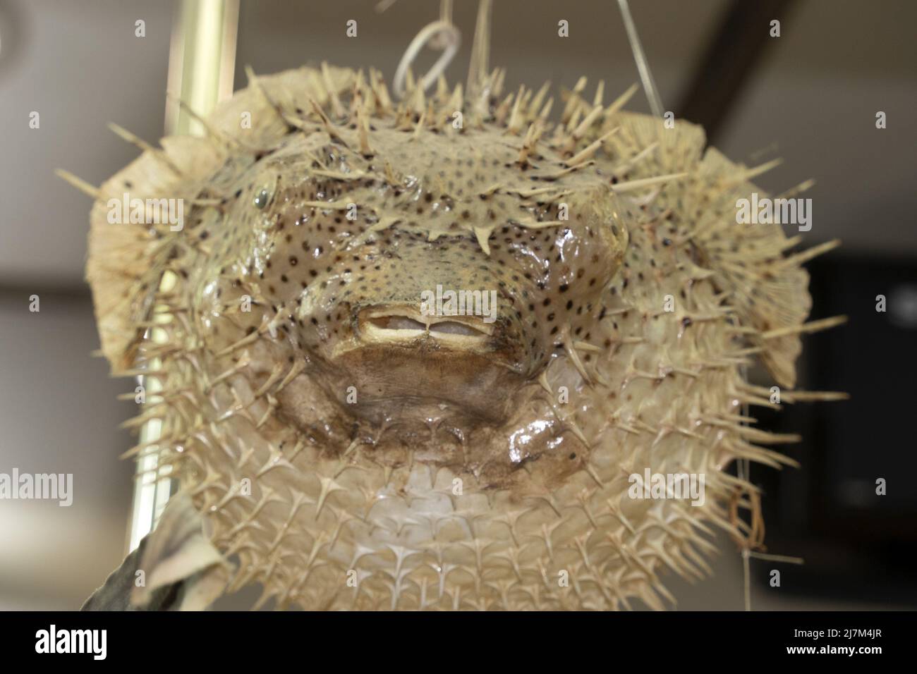 Dried puffer fish at the market detail Stock Photo - Alamy