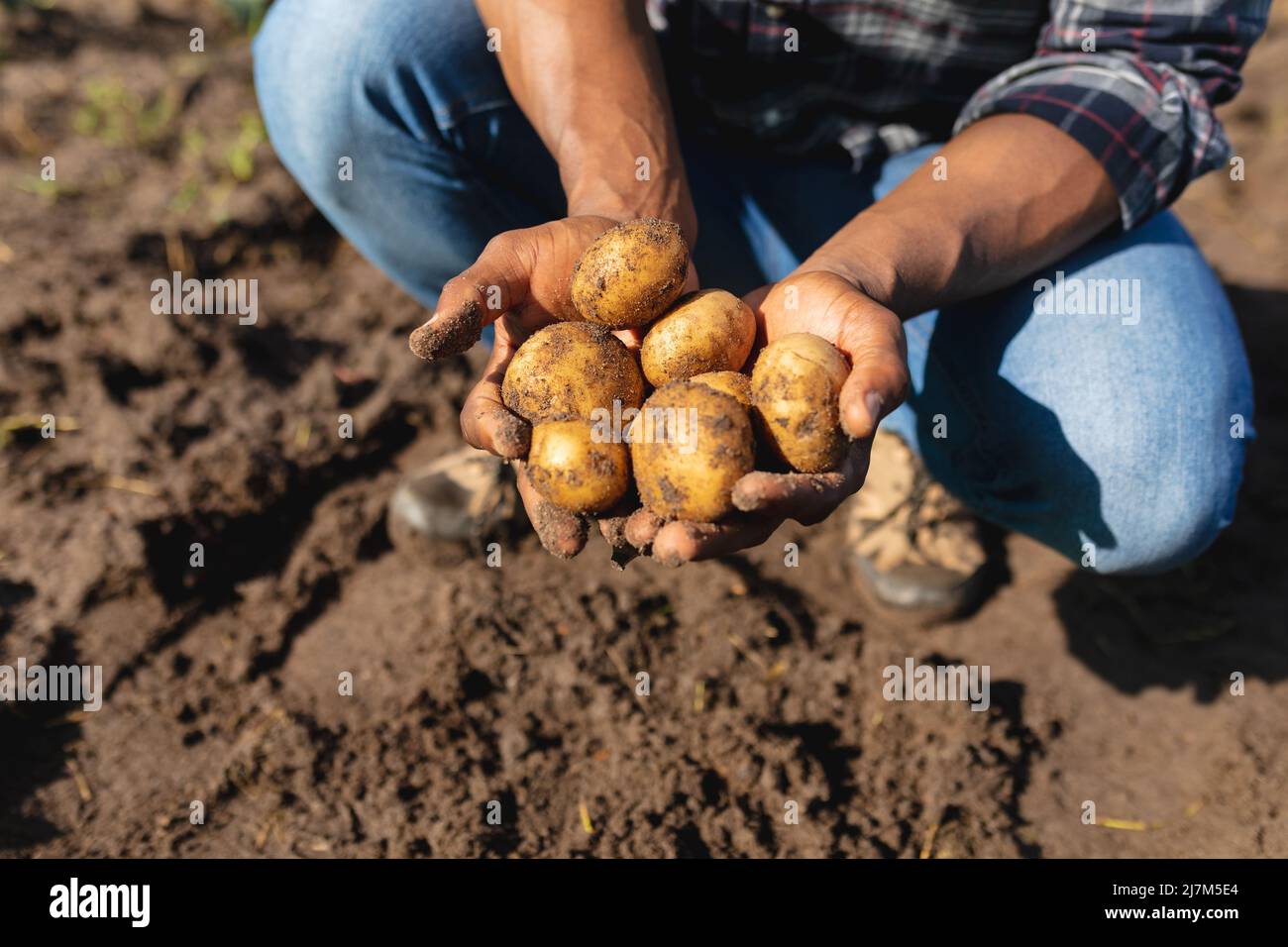 African american farmer corn hi-res stock photography and images - Alamy