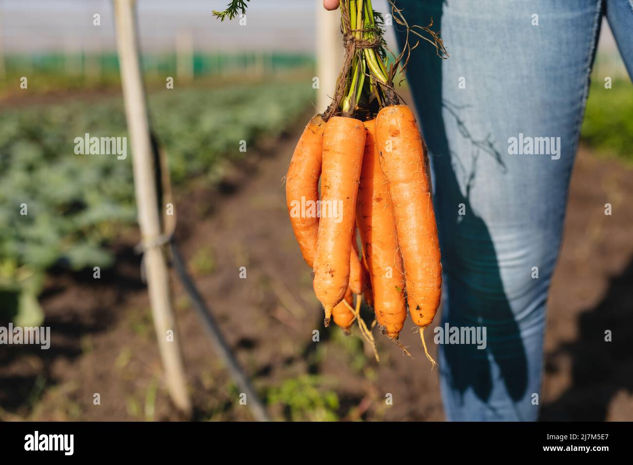 African american farmer corn hi-res stock photography and images - Alamy