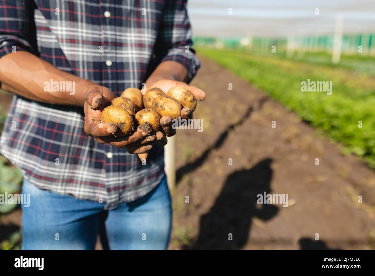 African american farmer corn hi-res stock photography and images - Alamy