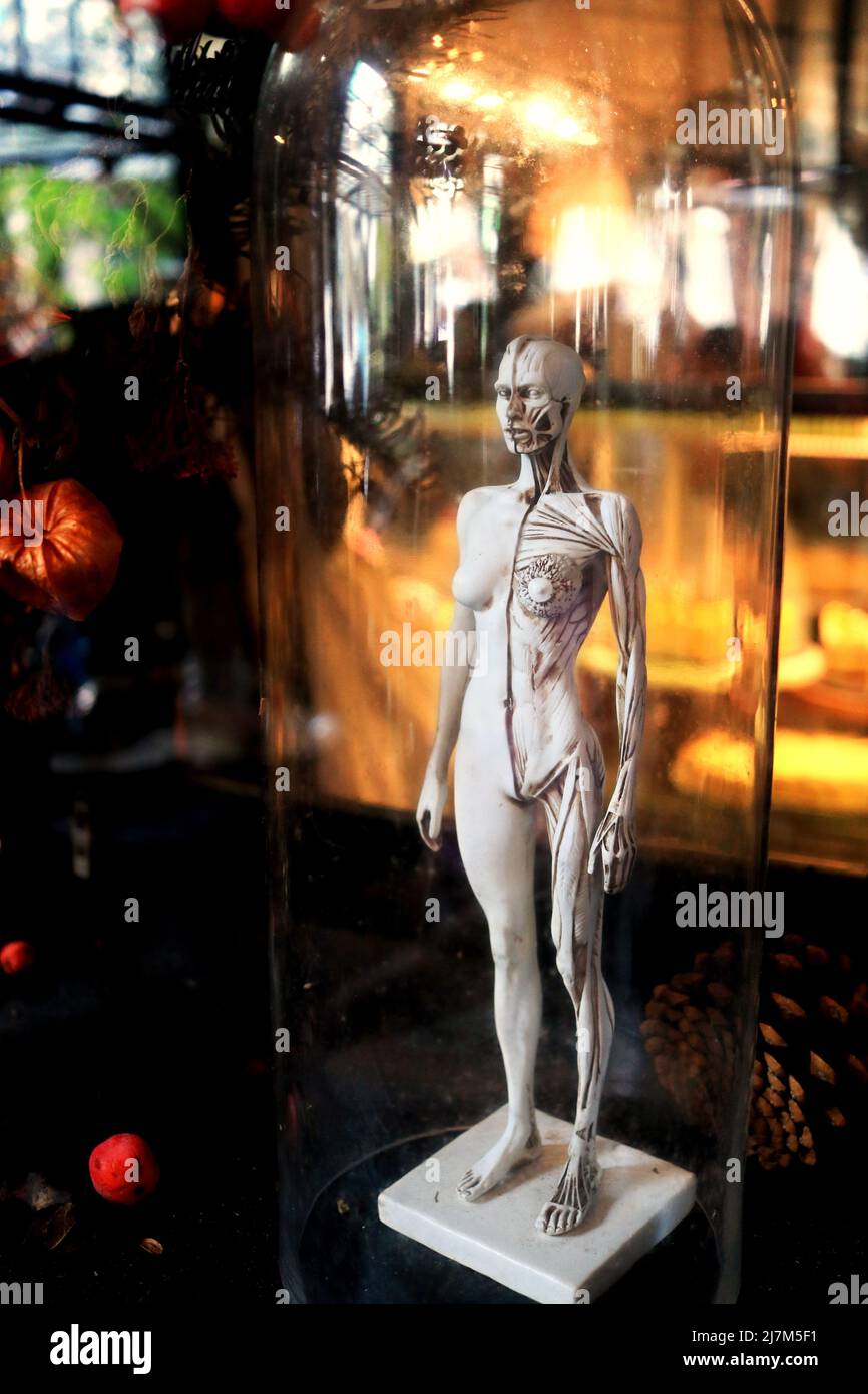 a small woman anatomy statue put in a glass cabinet Stock Photo - Alamy