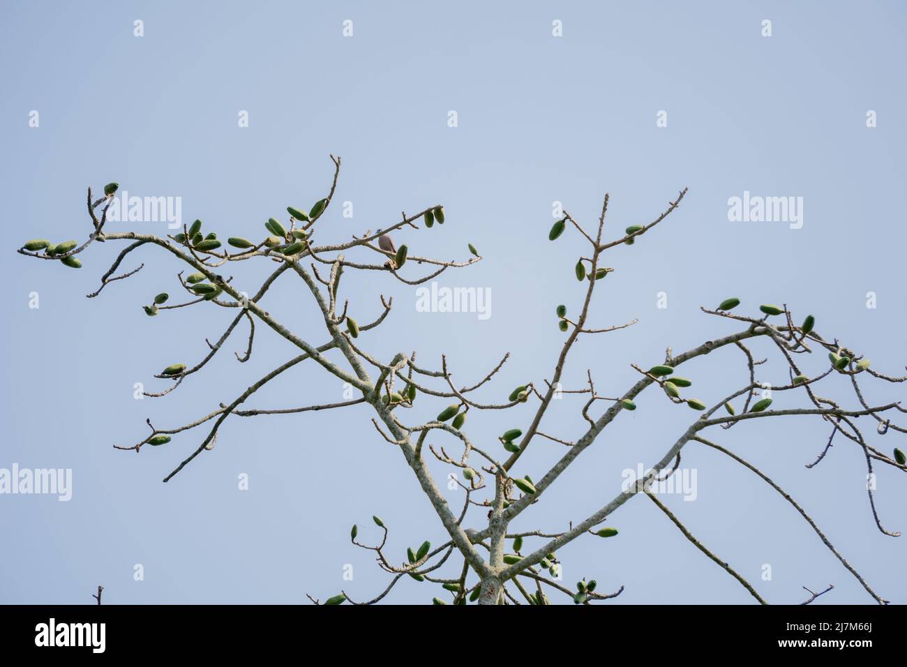Bangladesh tree flower hi-res stock photography and images - Alamy