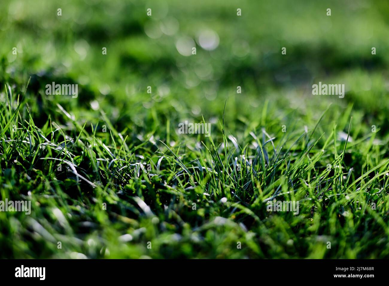 Spring young lawn grass, illuminated by sunlight. The energy of life, a ...
