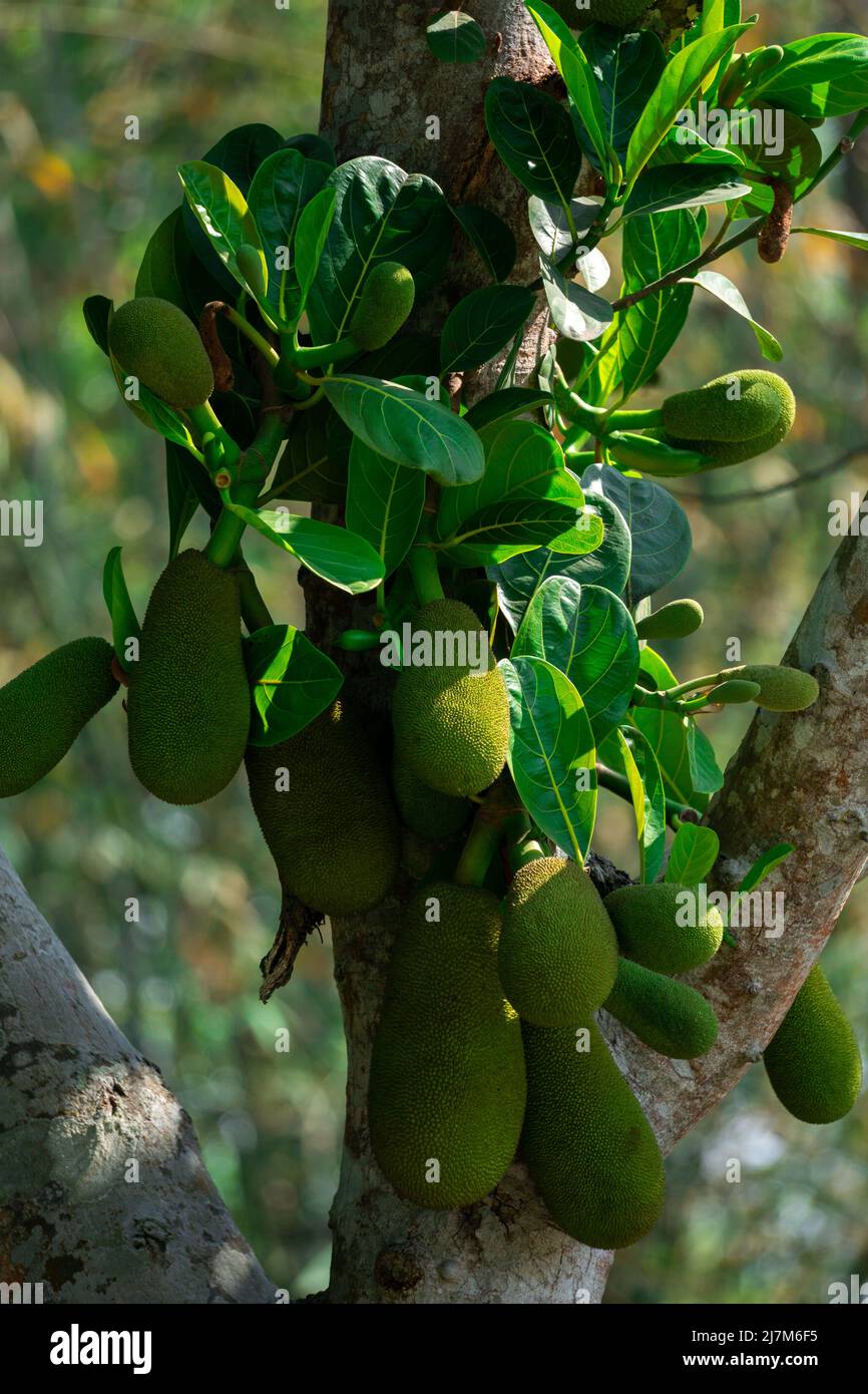 Asian fruit trees hi-res stock photography and images - Alamy