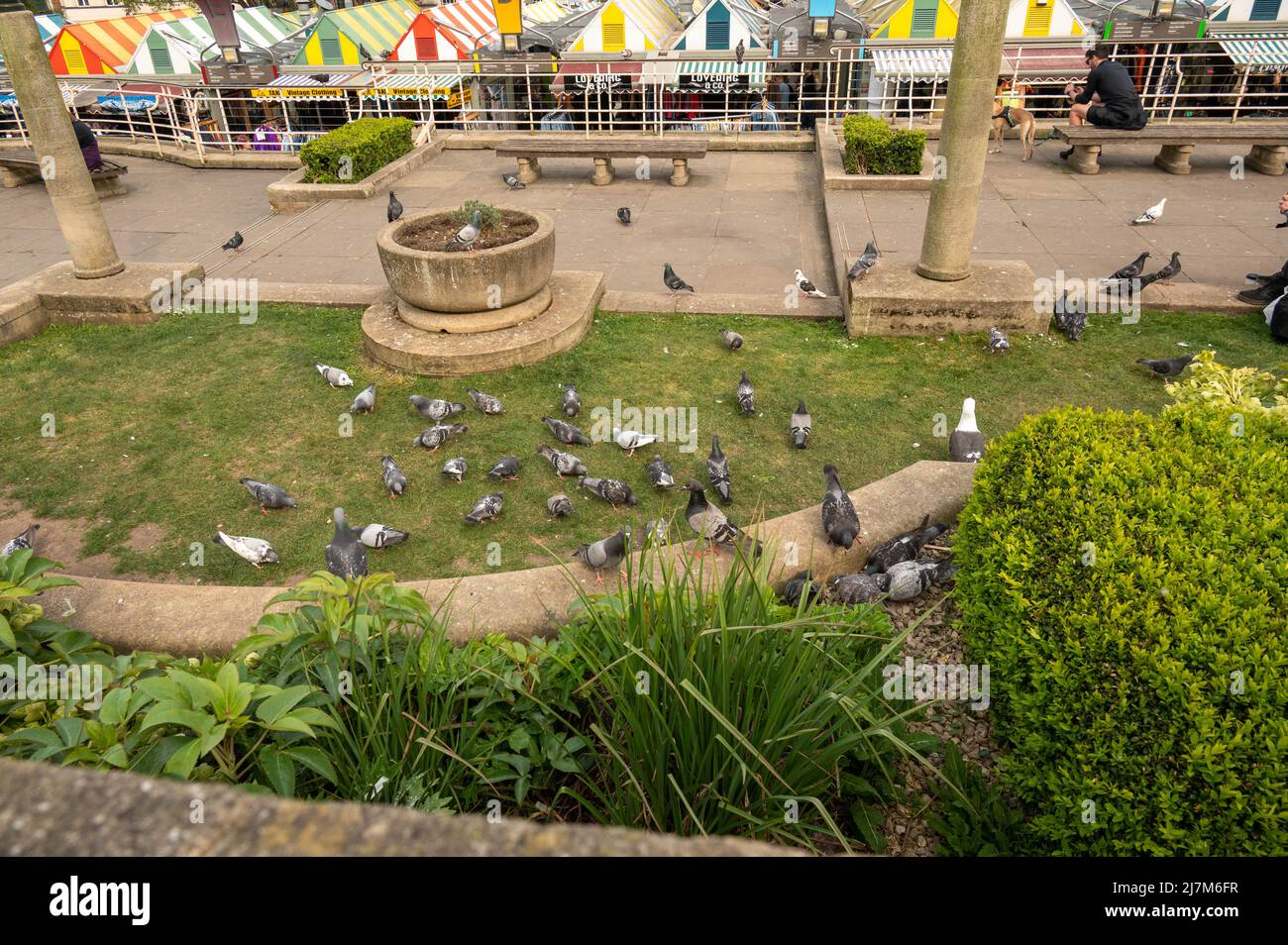 Group of pigeons (Columbidae) eating food from the ground Stock Photo ...