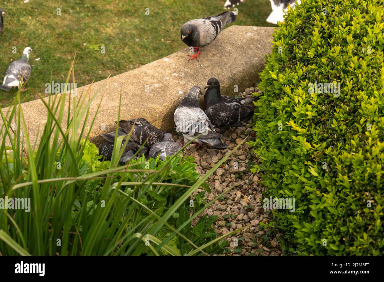 Group of pigeons (Columbidae) eating food from the ground Stock Photo ...