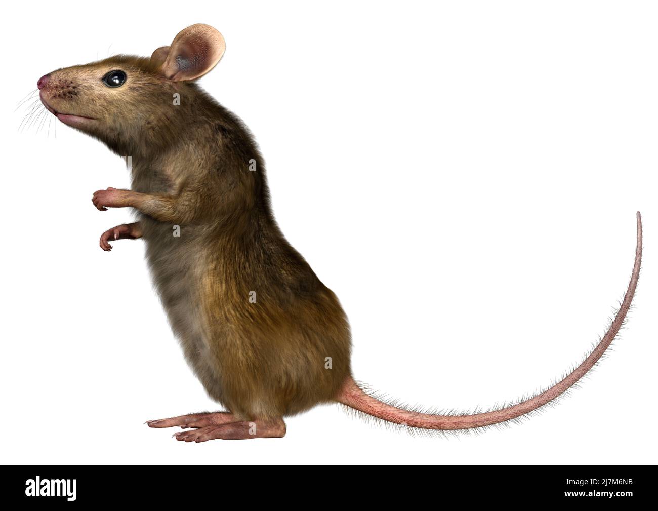 Mouse Animal Standing