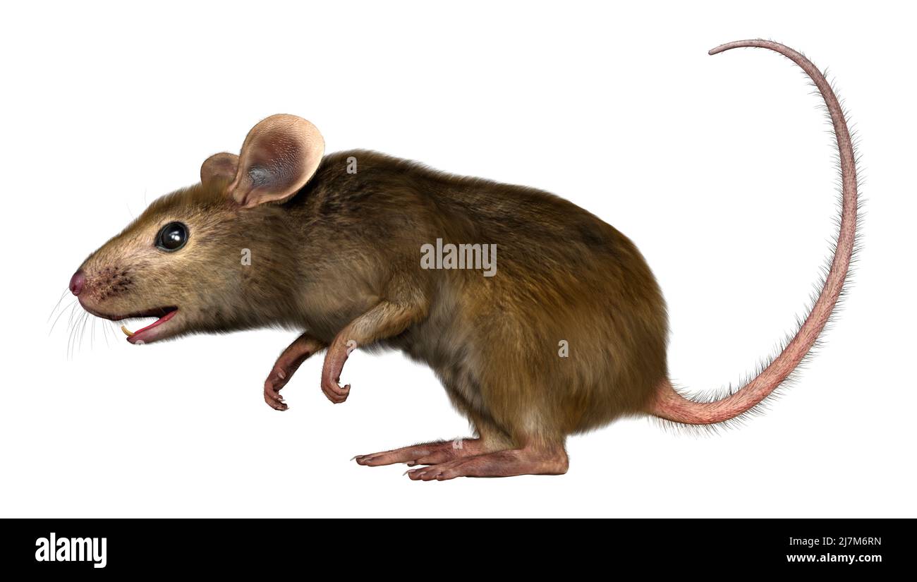3D rendering of a little house mouse isolated on white background Stock ...