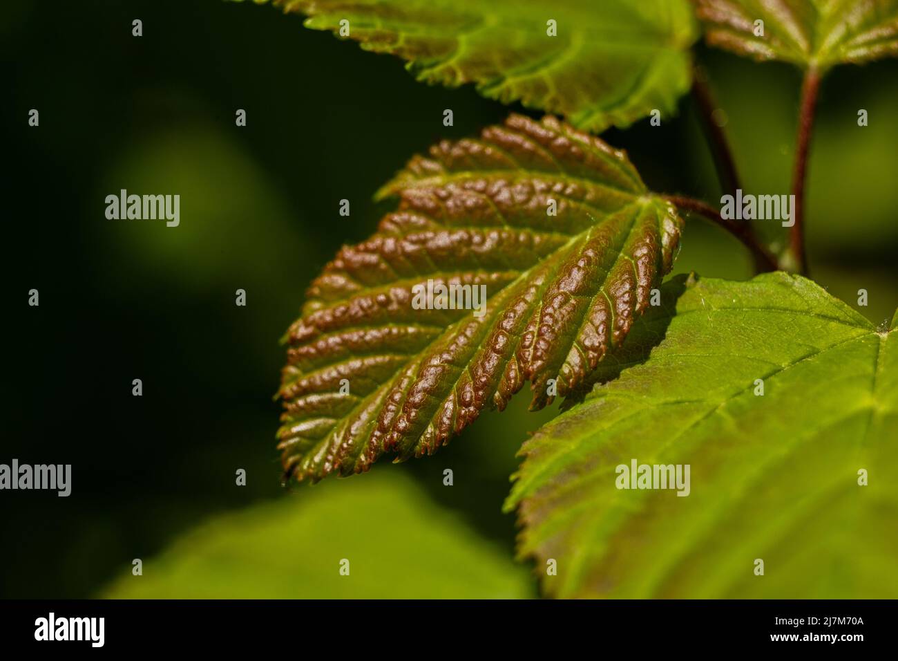 a big beautiful tree leaf spring macro background Stock Photo - Alamy